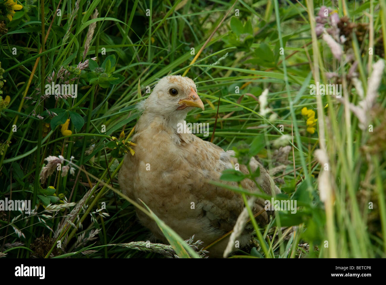 Wild chickens hi-res stock photography and images - Alamy