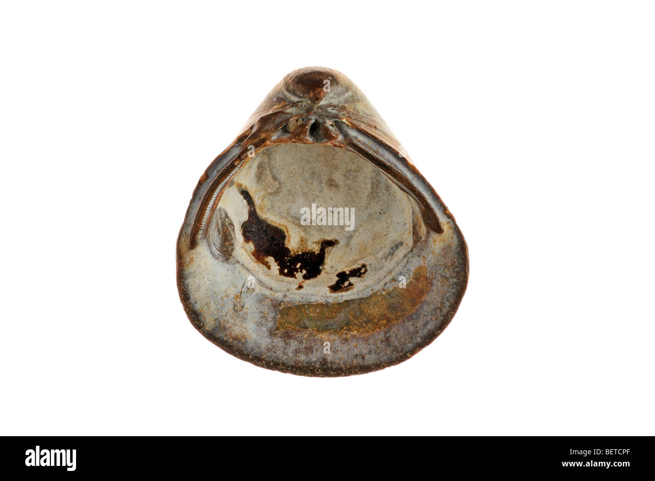 Fossil shell Corbicula fluminalis on white background Stock Photo - Alamy