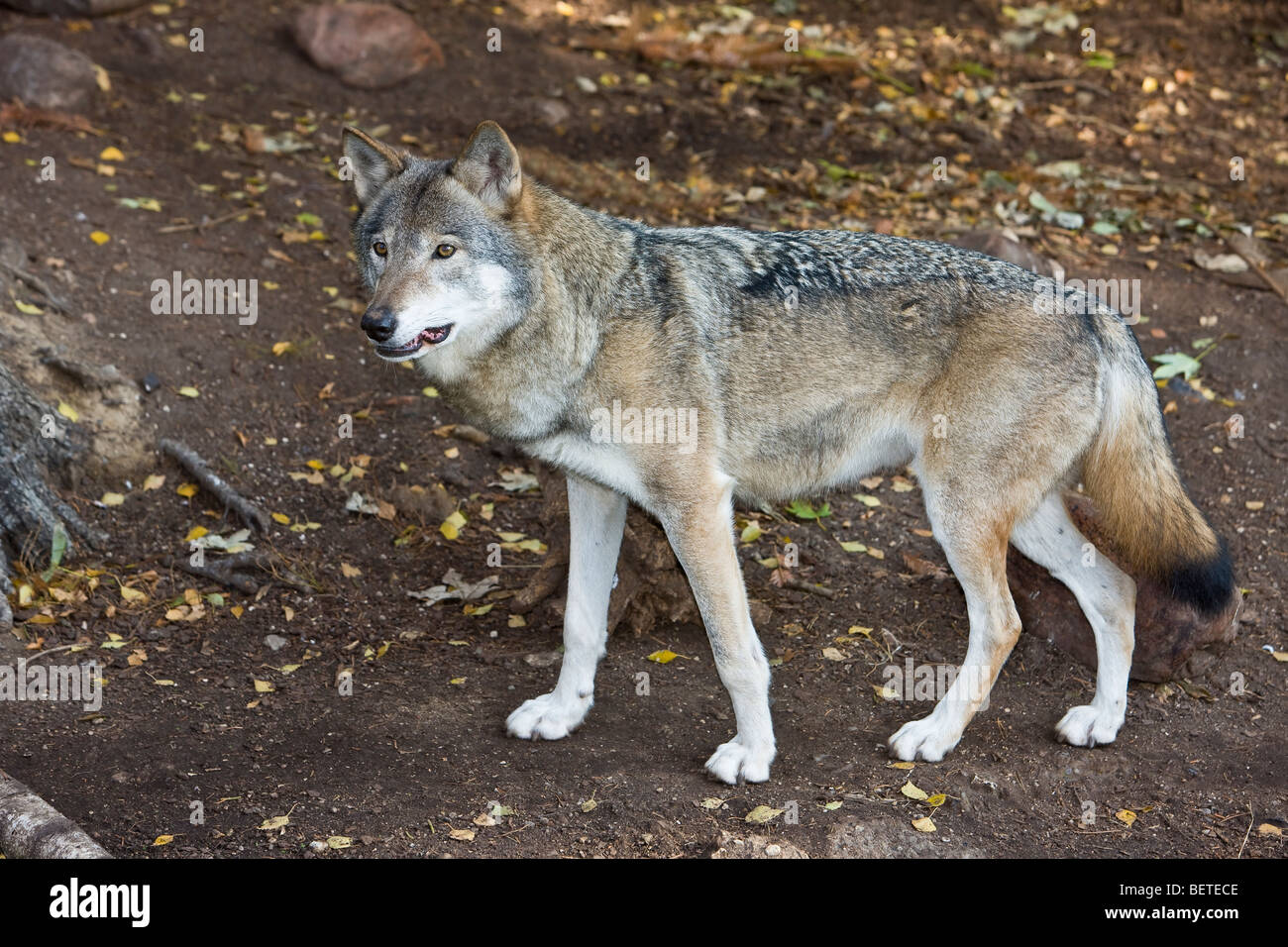 Wolf in forrest hi-res stock photography and images - Alamy