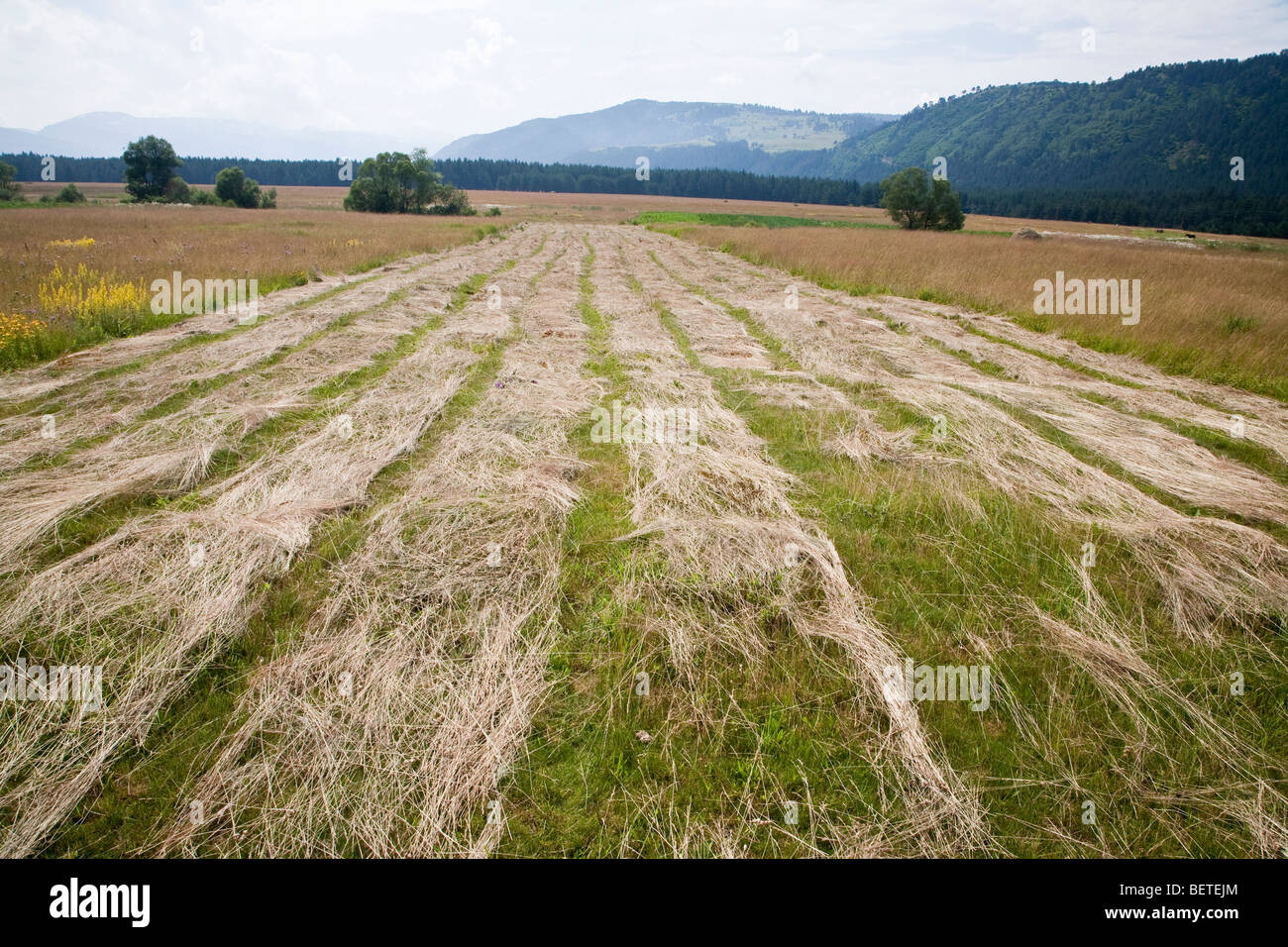 Hay drying in summer hi-res stock photography and images - Alamy