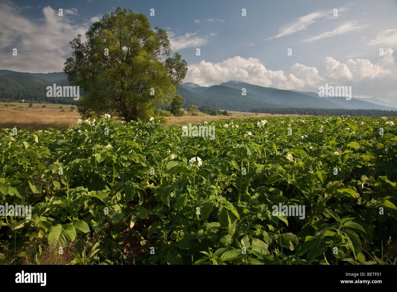 Flowering potato fields hi-res stock photography and images - Alamy