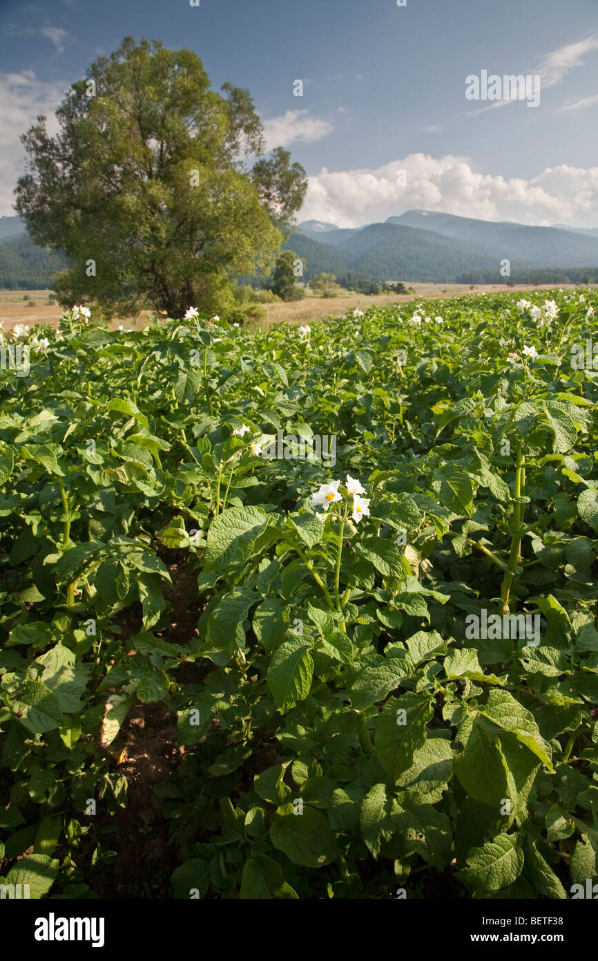 Flowering potato fields hi-res stock photography and images - Alamy