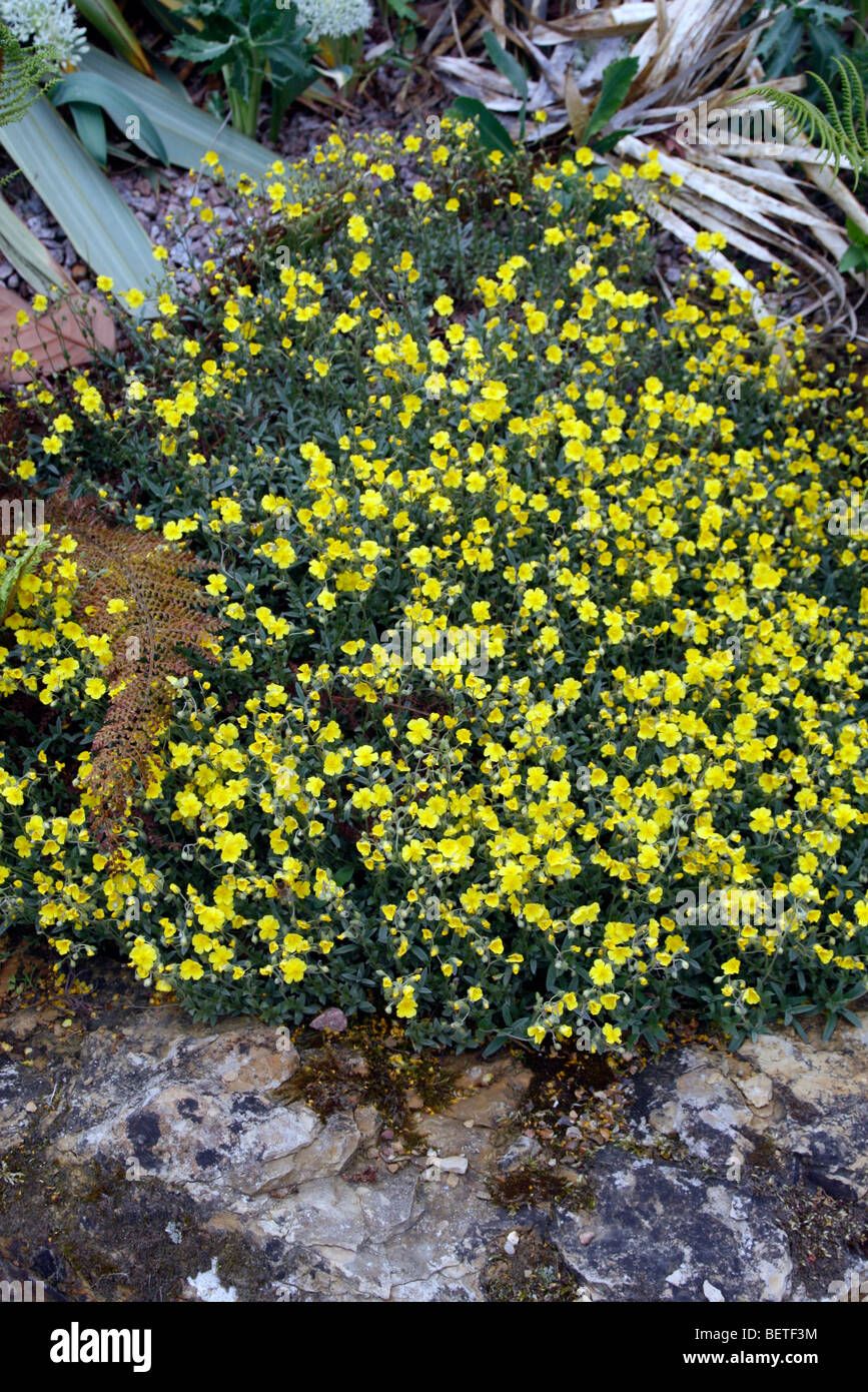 Rock rose yellow hi-res stock photography and images - Alamy