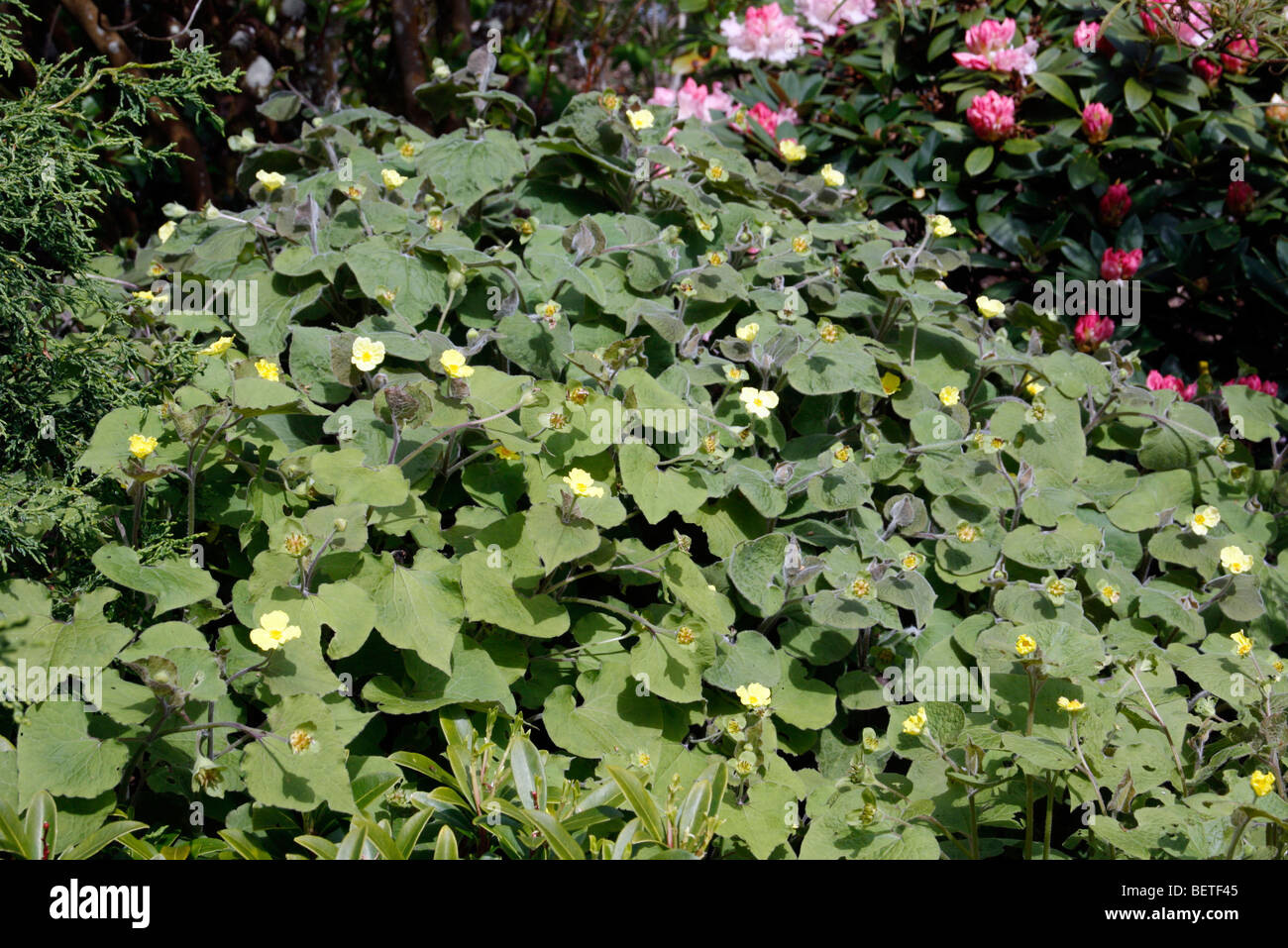 Saruma High Resolution Stock Photography and Images - Alamy