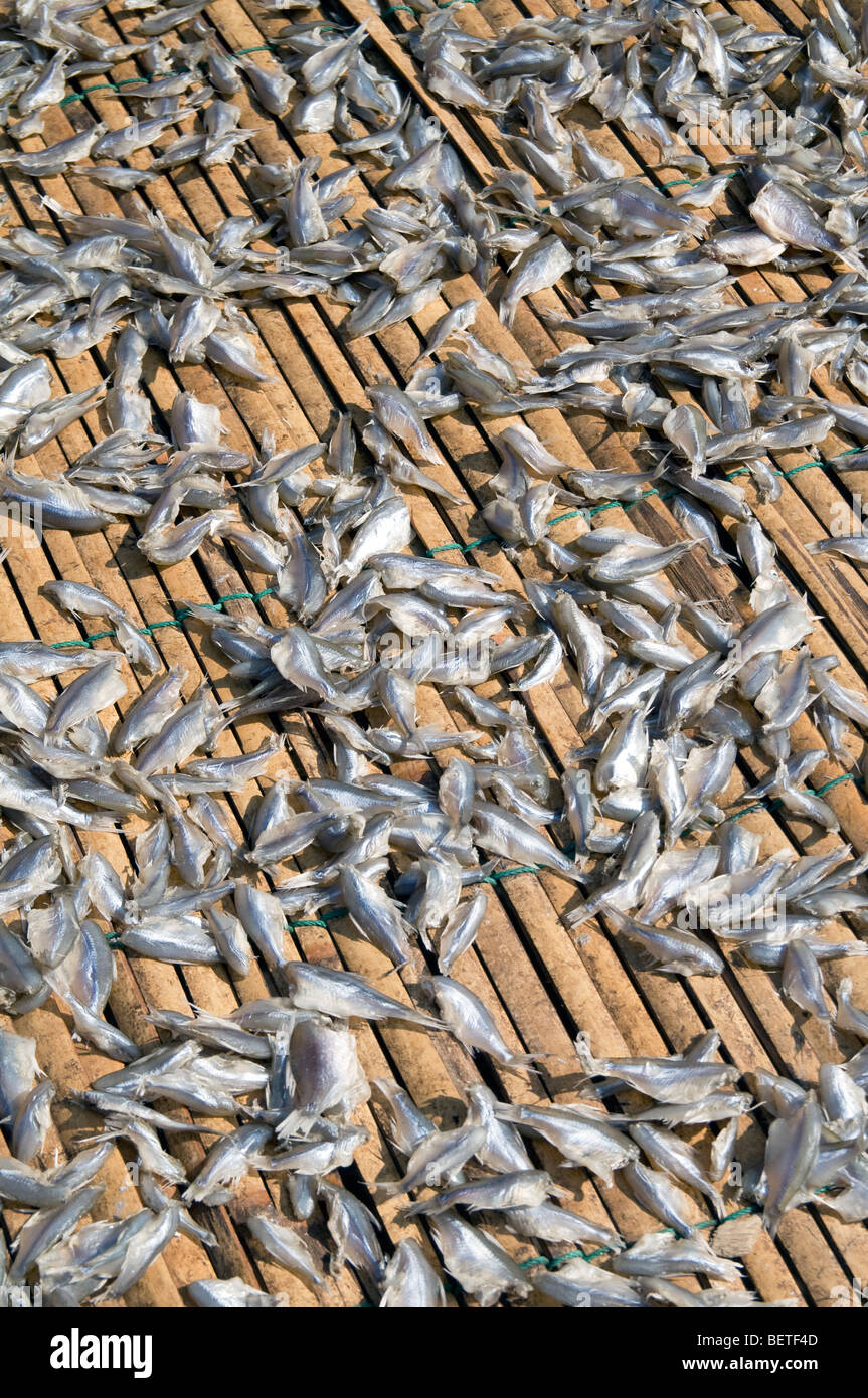 MYANMAR (BURMA) FISH VENDORS IN THE MARKET IN KATHA,, WHERE GEORGE ...