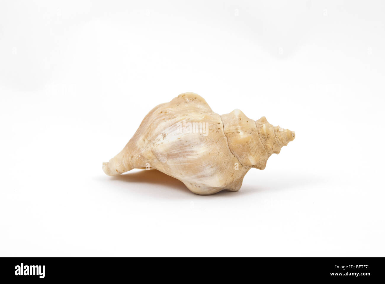 conch from Mediterranean sea Stock Photo - Alamy