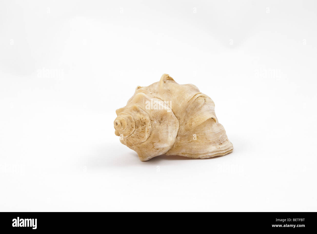 conch from Mediterranean sea Stock Photo - Alamy