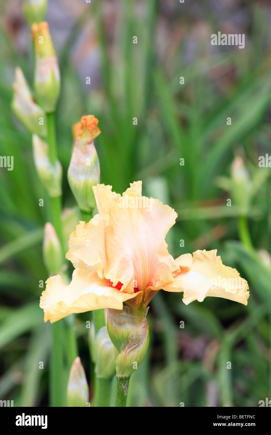 Beige iris hi-res stock photography and images - Alamy