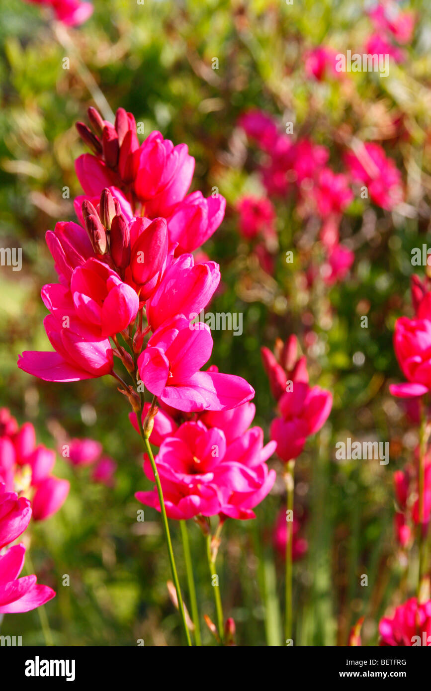 Corn lily hi-res stock photography and images - Alamy