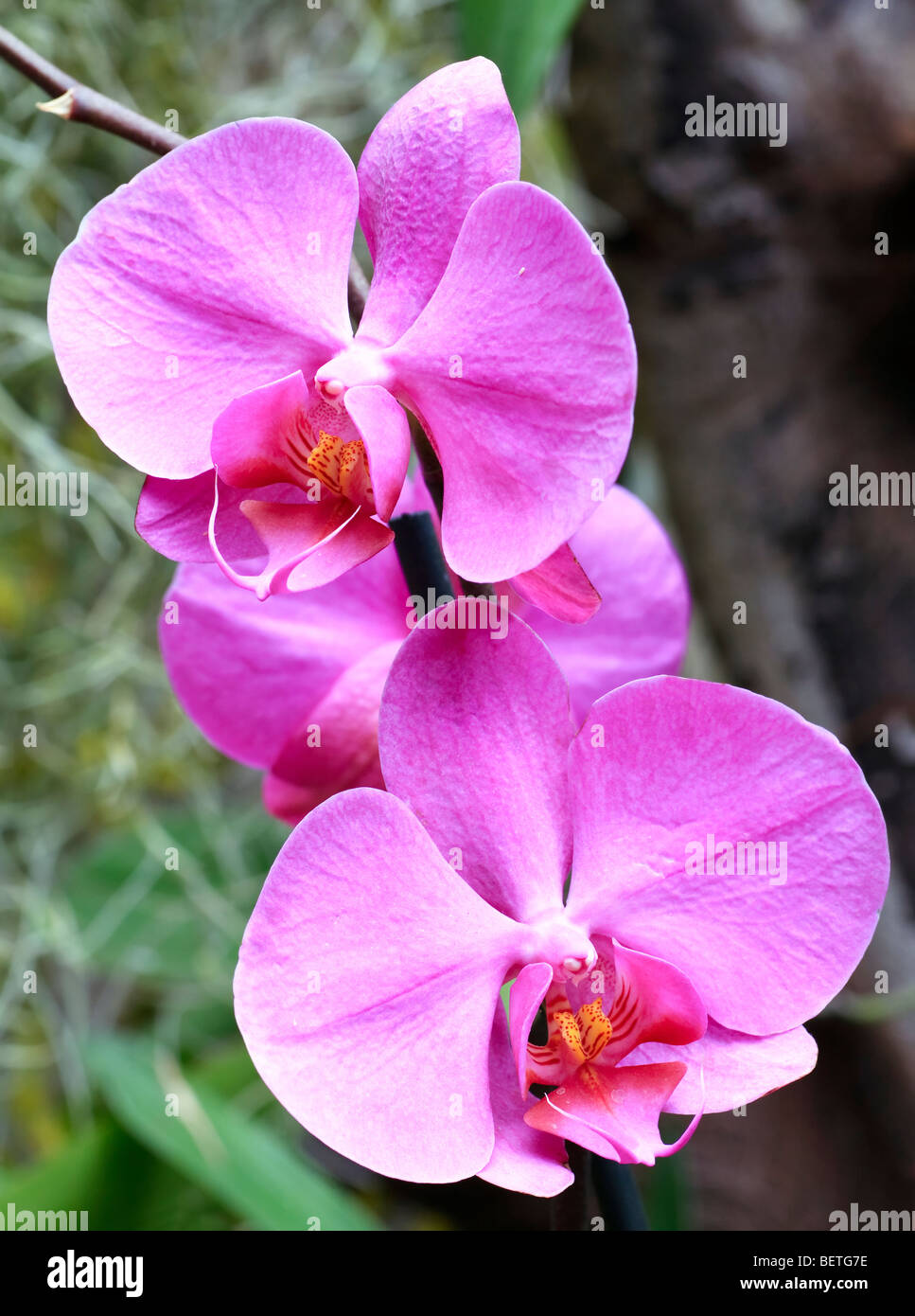 Pink orchidea hi-res stock photography and images - Alamy