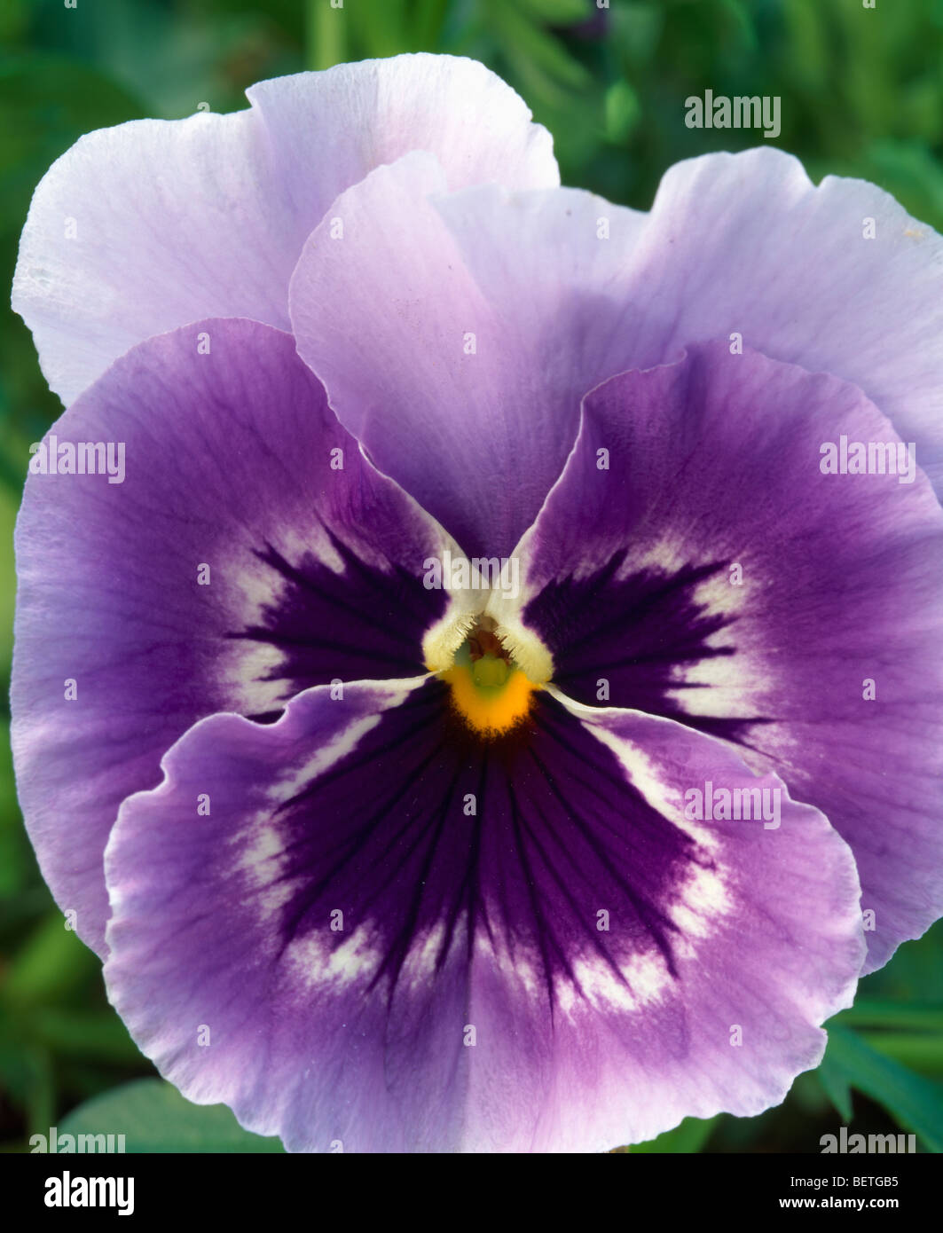 Close up of a purple pansy with black and white face and yellow eye ...