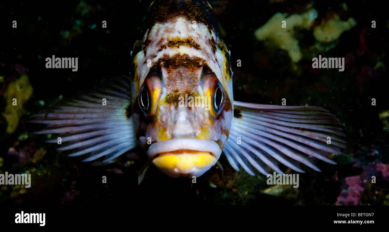 Copper Rockfish face off Stock Photo - Alamy