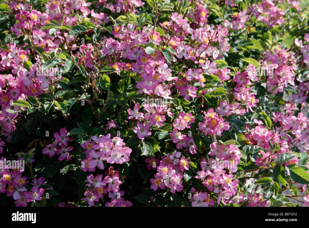 Ground Cover Rose High Resolution Stock Photography and Images - Alamy