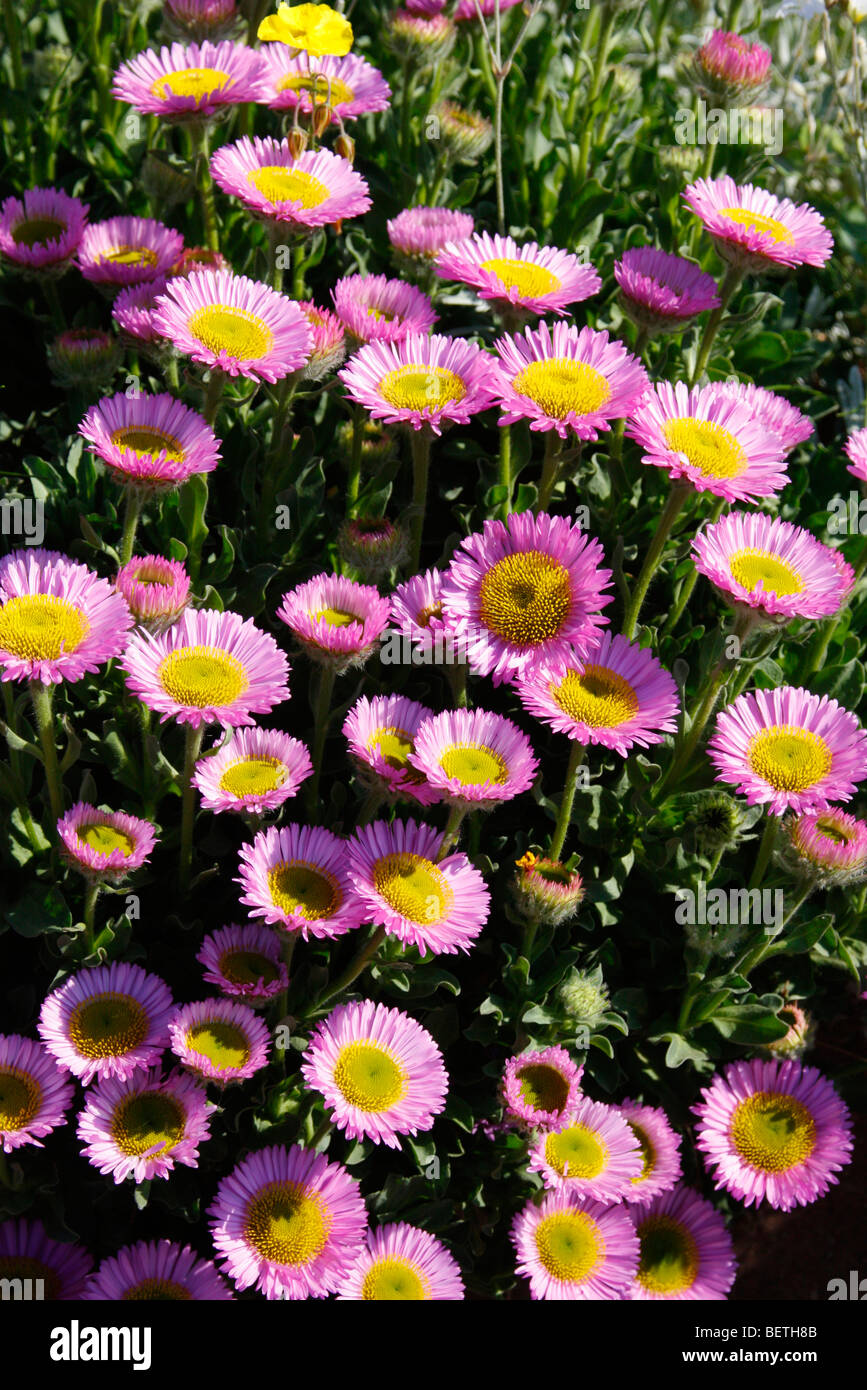 Asteraceae erigeron hi-res stock photography and images - Alamy