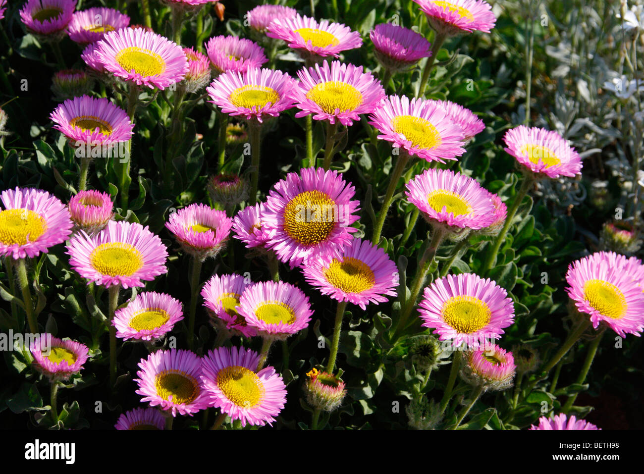 Asteraceae erigeron hi-res stock photography and images - Alamy