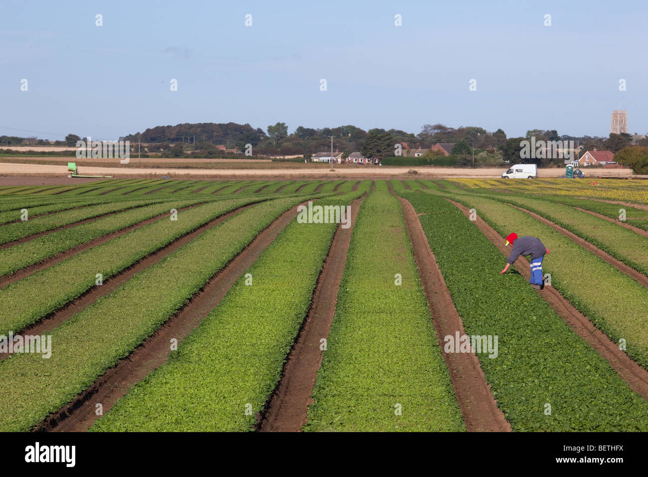weeding Spinach Rows prior to harvesting Walcott Norfolk Stock Photo ...