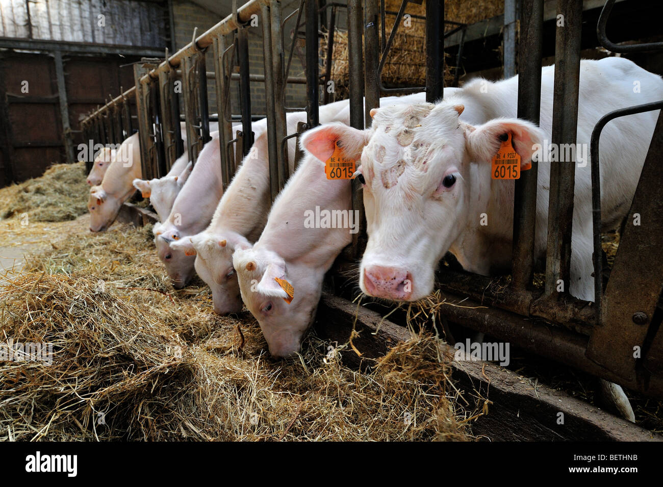 Calves (Bos taurus) eating hay in cowshed of farm of cattle breeder ...