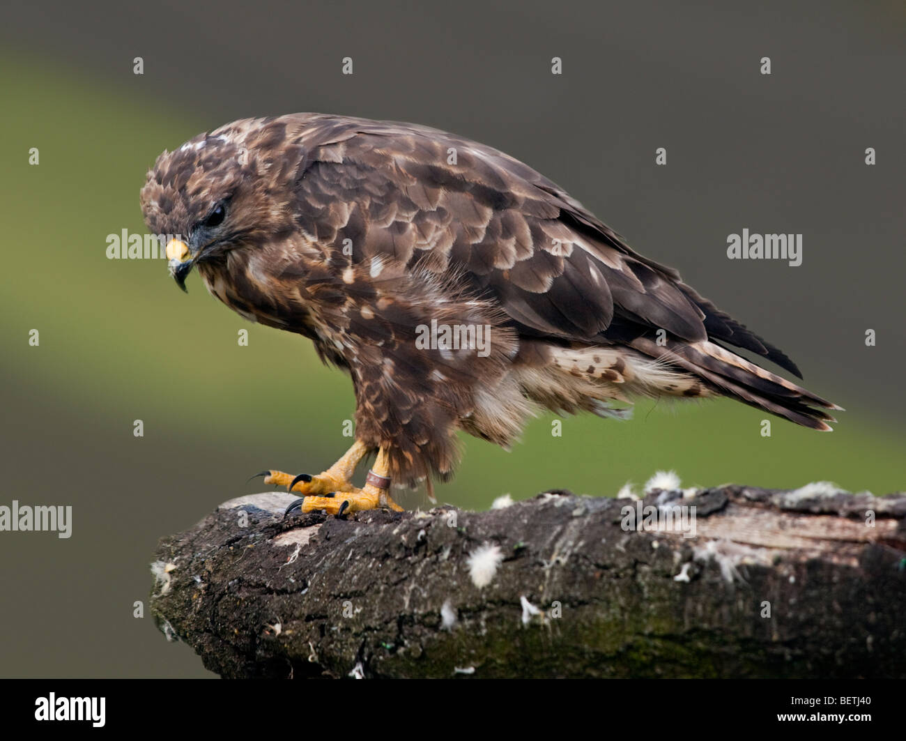 European buzzard hi-res stock photography and images - Alamy