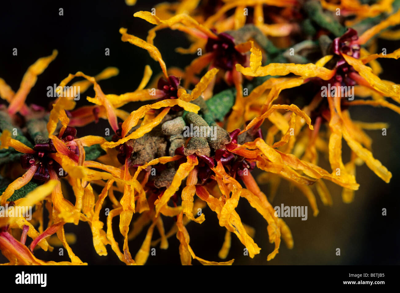 Colourful witch hazel (Hamamelis sp.) in flower in spring, Arboretum ...