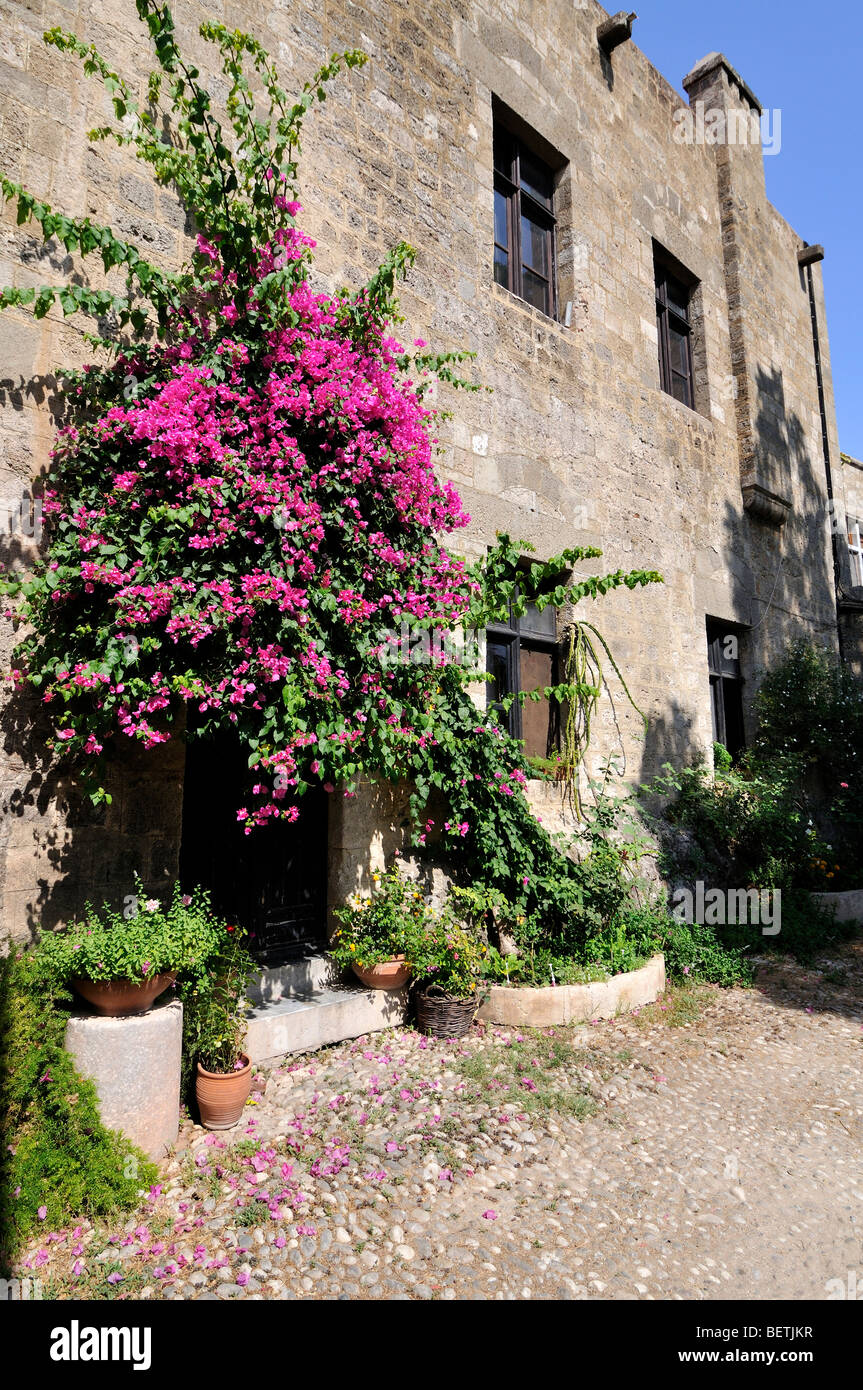 Colorful plants on medieval building at the old city of Rhodes, Rhodes ...