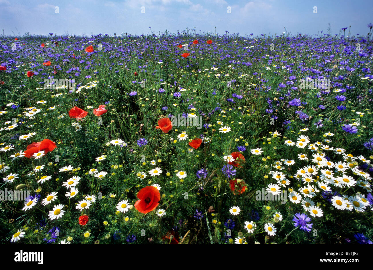Wildflowers in meadow, Europe Stock Photo - Alamy