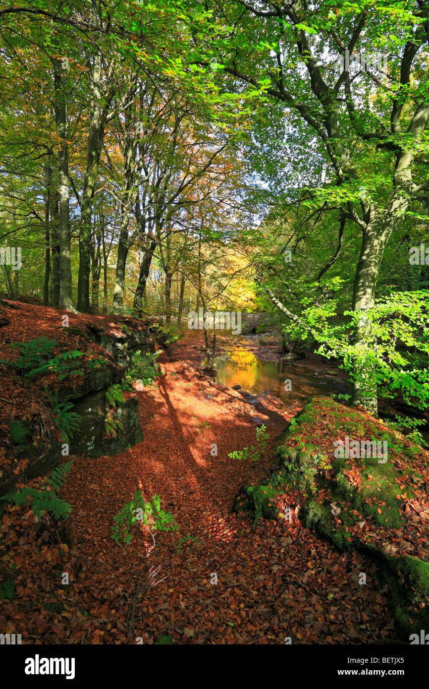 Autumn trees by the River Roddlesworth at Halliwell Fold Bridge ...