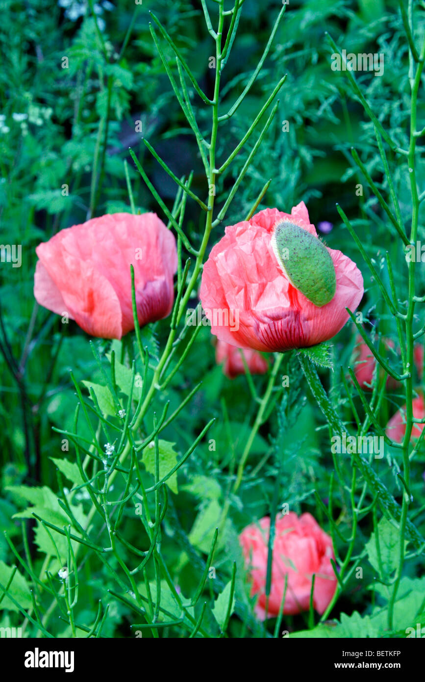 Mrs perry poppy hi-res stock photography and images - Alamy