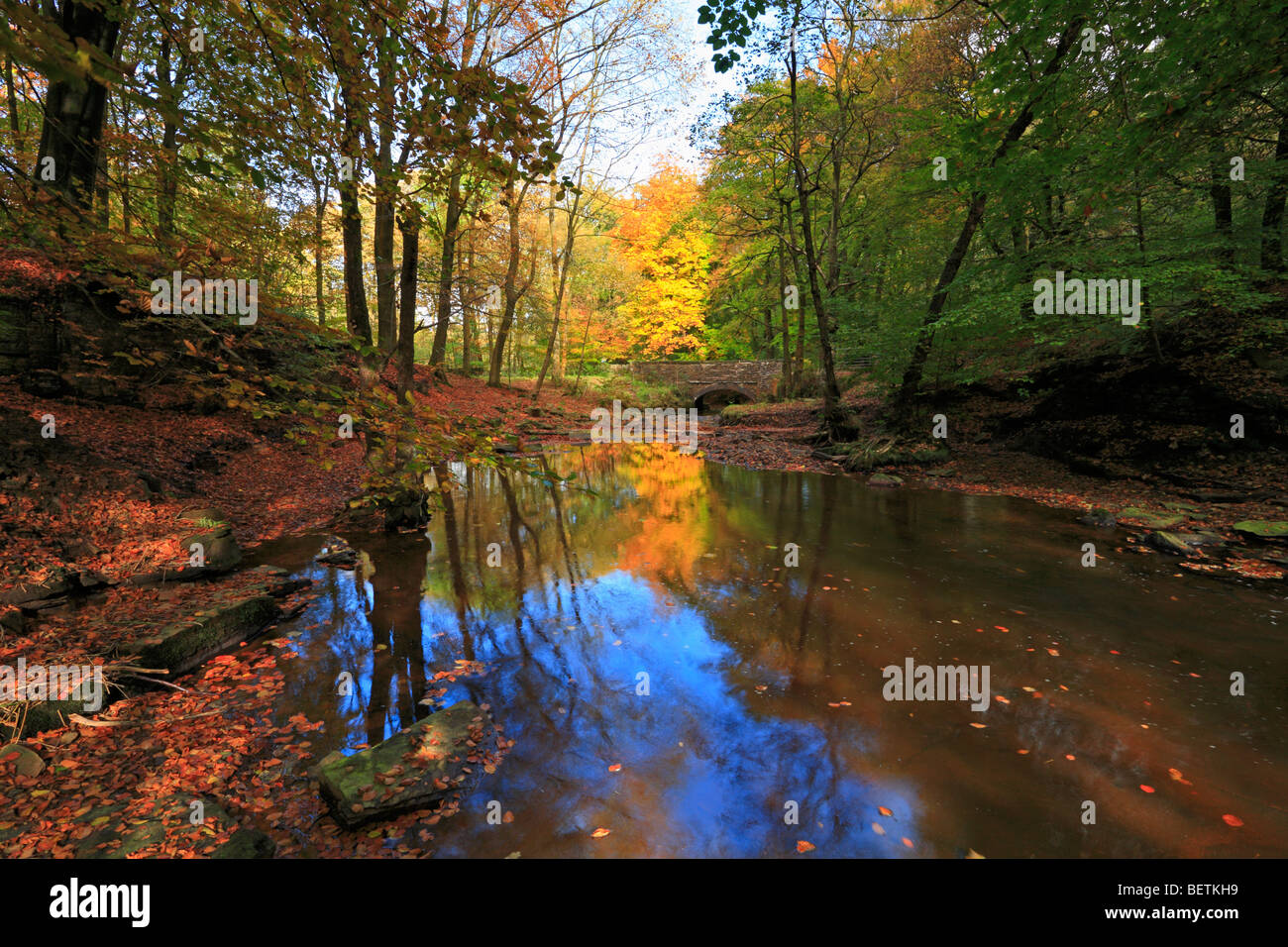Autumn trees by the River Roddlesworth at Halliwell Fold Bridge ...