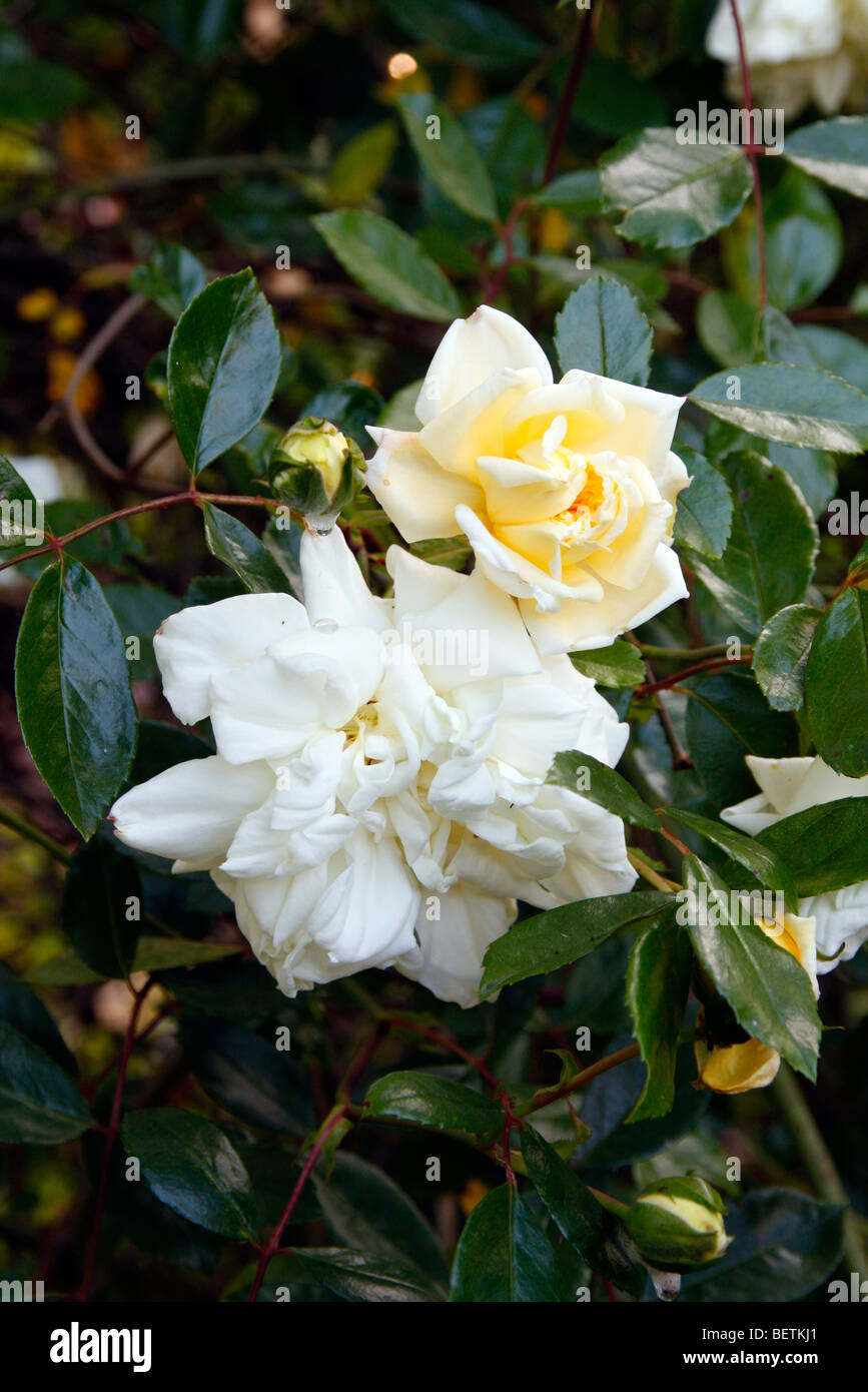 Rose lemon rambler hi-res stock photography and images - Alamy