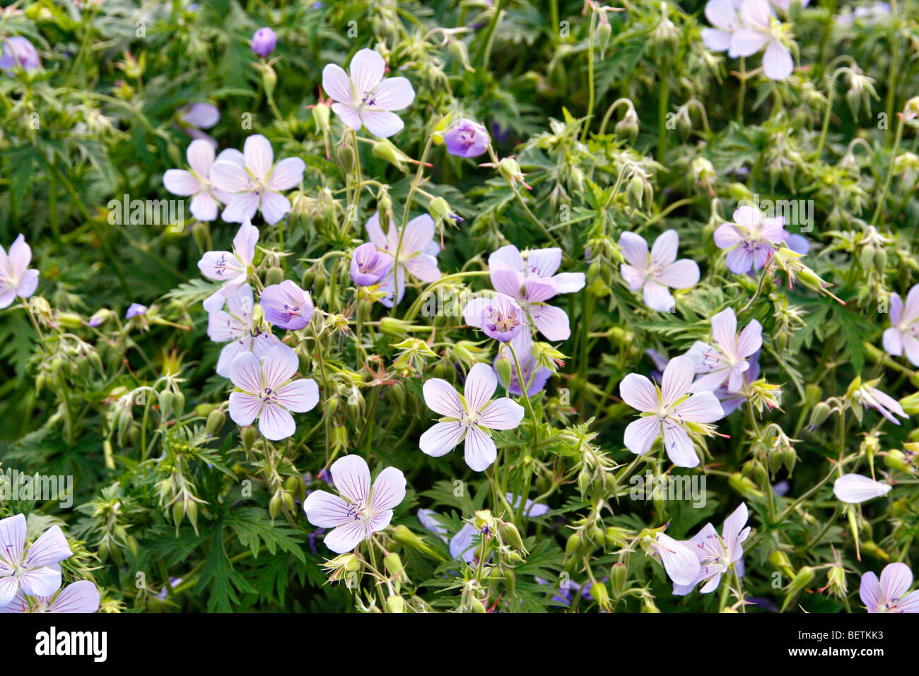 Hardy geranium blue hi-res stock photography and images - Alamy