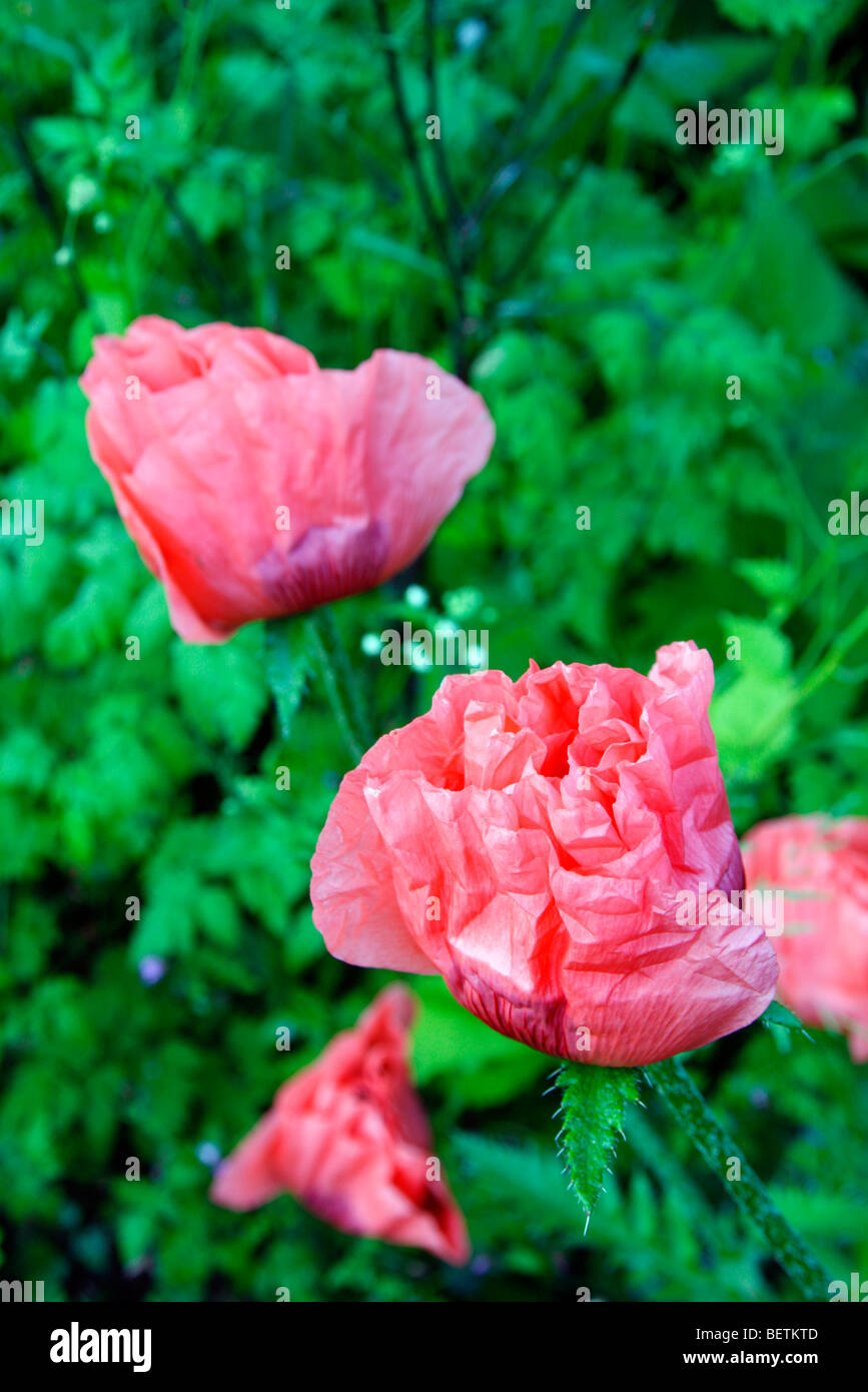 Oriental papaver mrs perry hi-res stock photography and images - Alamy