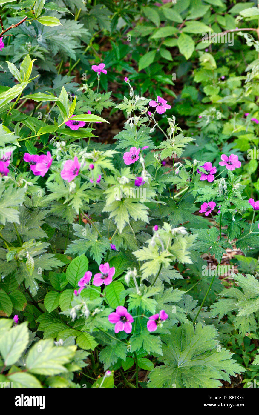 Geranium psilostemon hi-res stock photography and images - Alamy