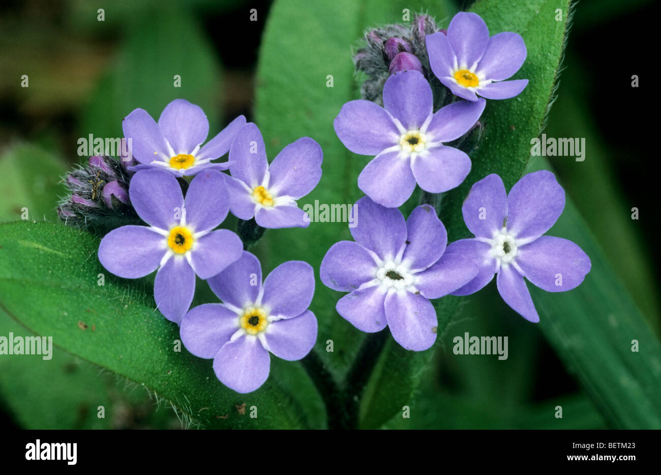 Water forget-me-not (Myosotis palustris / scorpioides), Europe Stock ...