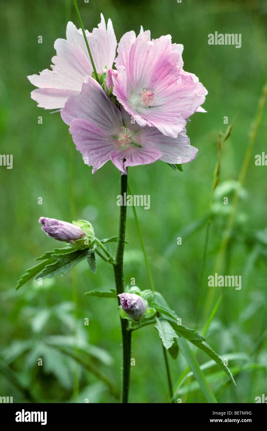 Musk mallow / Musk-mallow flower (Malva moschata) in spring Stock Photo ...