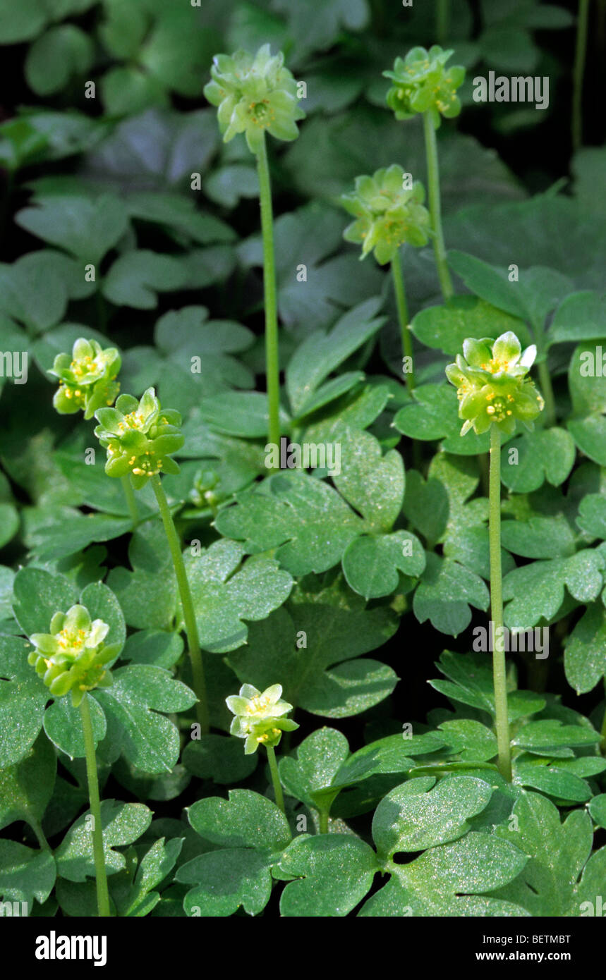 Moschatel (Adoxa moschatellina), Europe Stock Photo - Alamy
