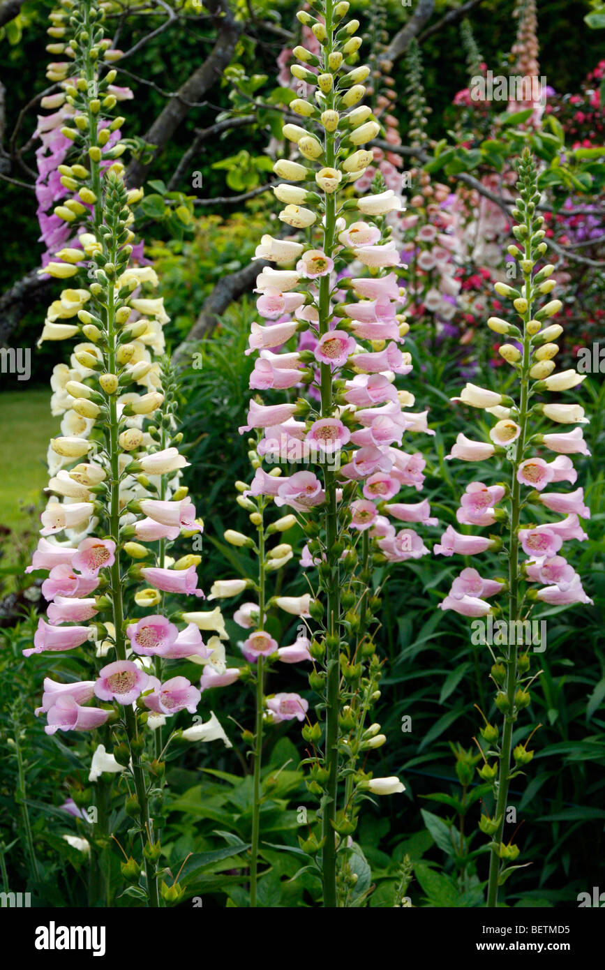 Foxglove excelsior hi-res stock photography and images - Alamy