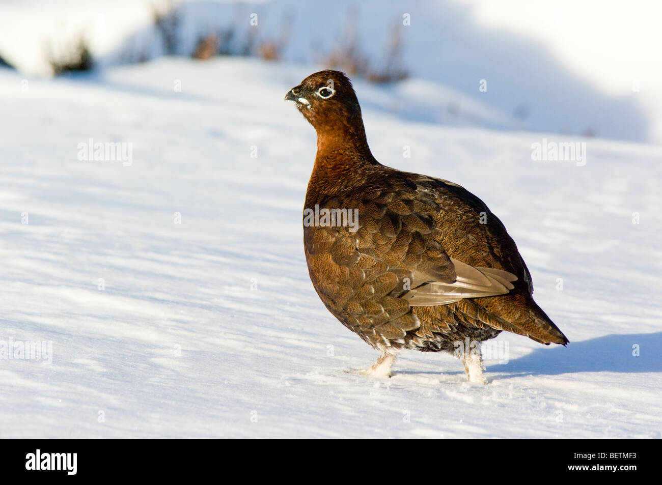 Red Grouse, Lagopus lagopus scoticus, male on a heather moor in the ...