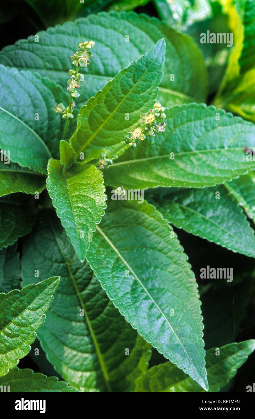 Mercury plant hi-res stock photography and images - Alamy