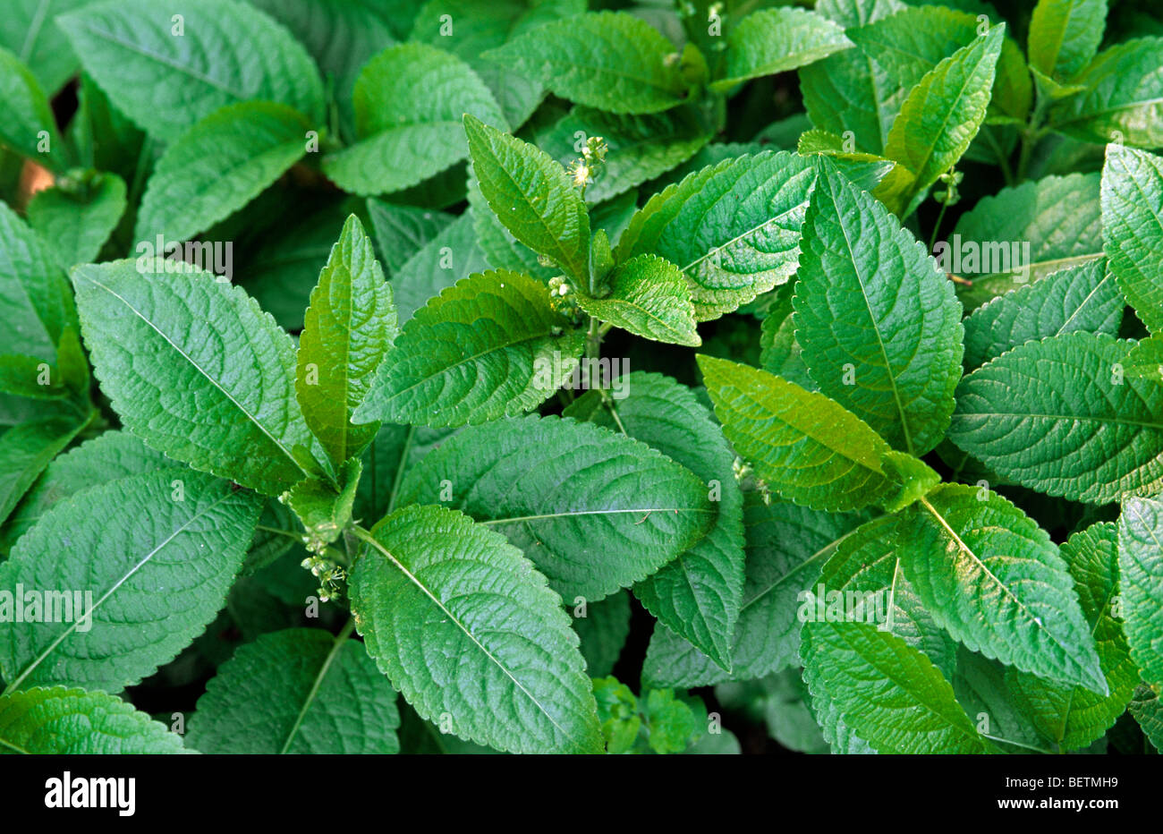 Mercury plant hi-res stock photography and images - Alamy