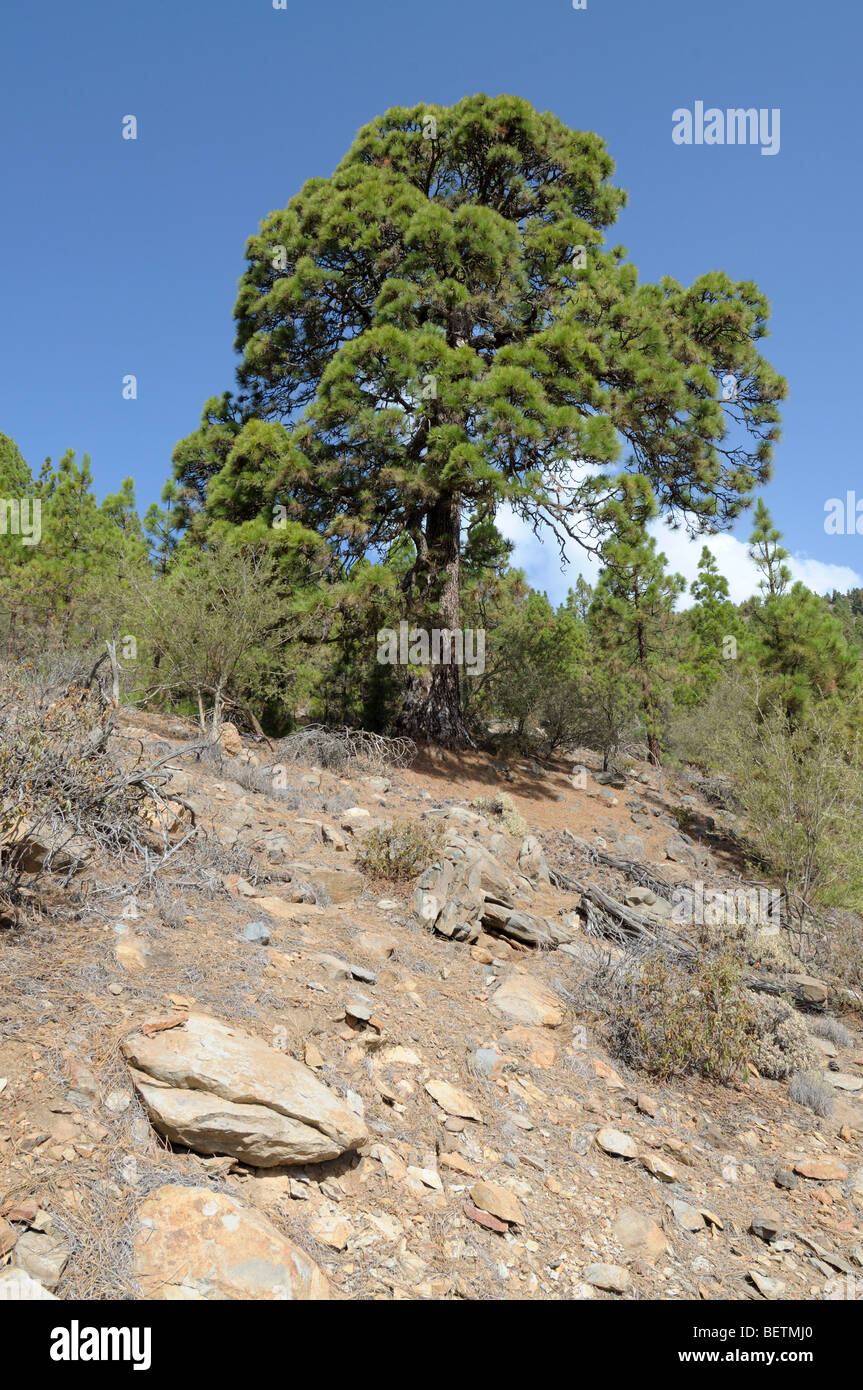 Cypress pine tree hi-res stock photography and images - Alamy