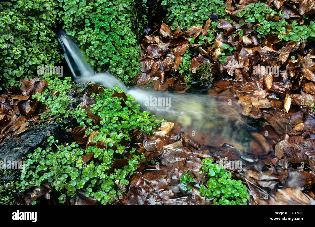 Opposite leaved golden saxifrage (Chrysosplenium oppositifolium) near ...