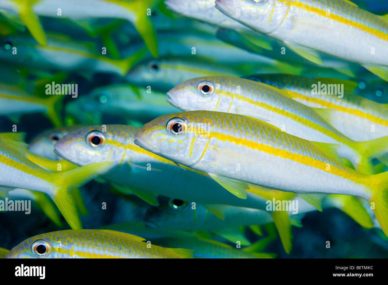 School of Yellow Goatfish Stock Photo - Alamy