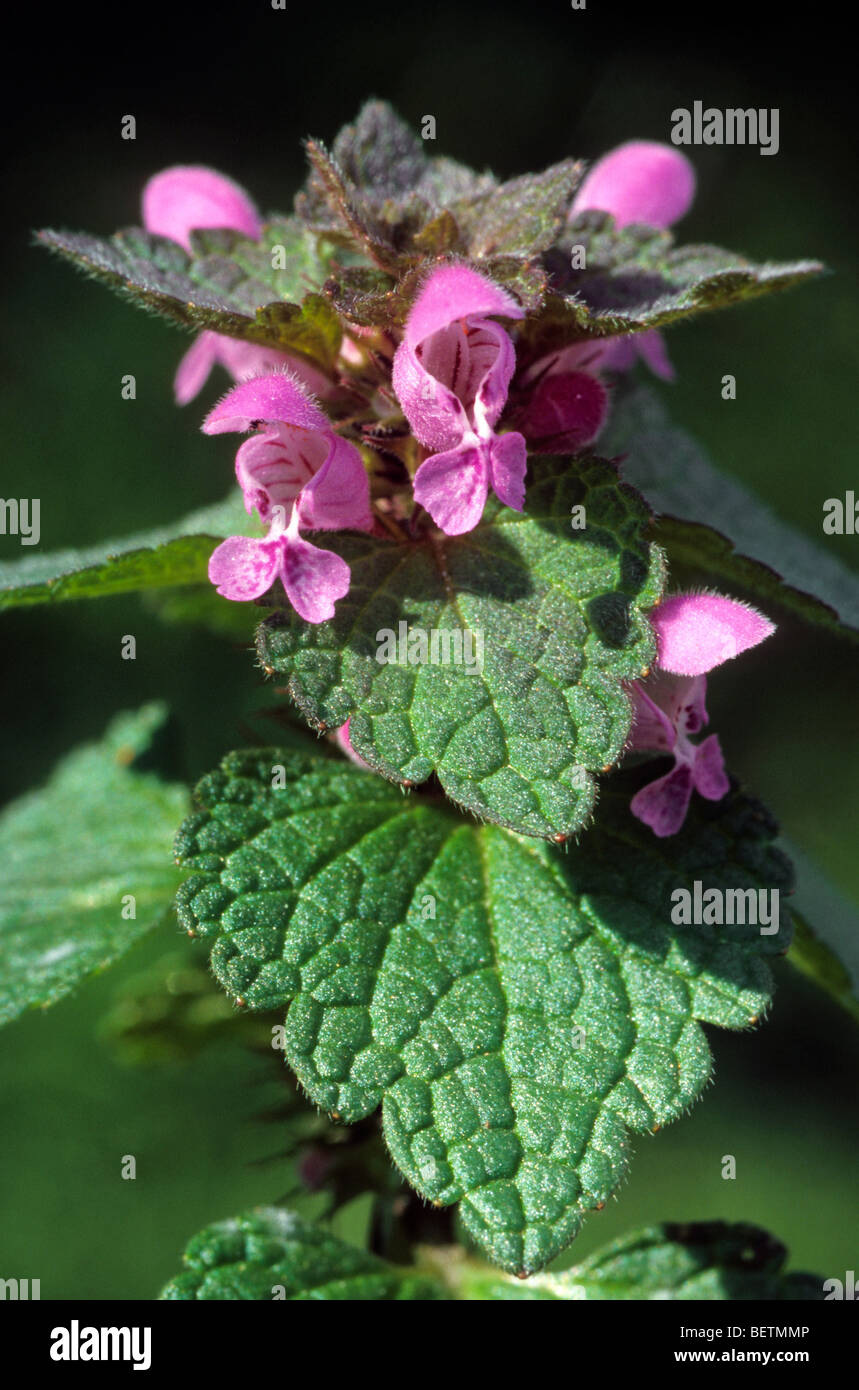 Red dead-nettle (Lamium purpureum), Europe Stock Photo - Alamy