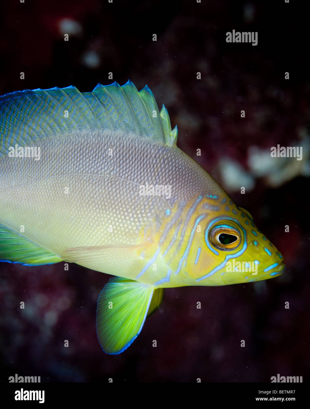 Butter hamlet (Hypoplectrus unicolor Stock Photo - Alamy