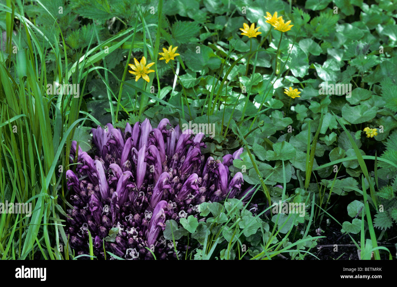 Purple toothwort (Lathraea clandestina), Europe Stock Photo - Alamy