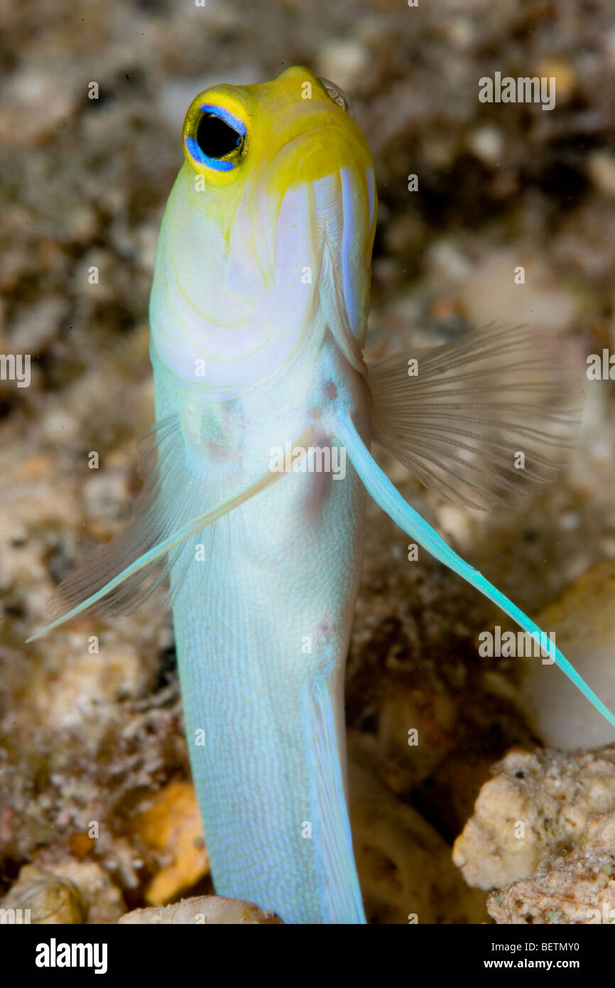 Yellowhead jawfish hi-res stock photography and images - Alamy