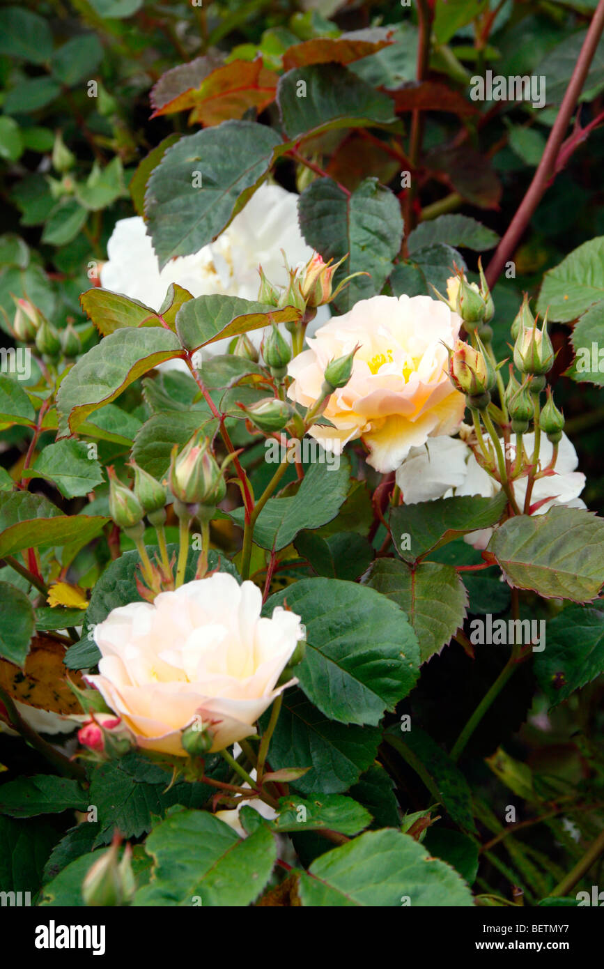 Musk Rose Penelope High Resolution Stock Photography and Images - Alamy