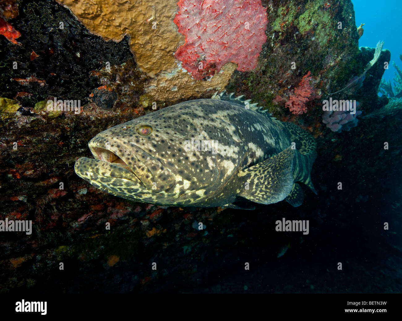 Goliath grouper (Epinephelus itajara Stock Photo - Alamy