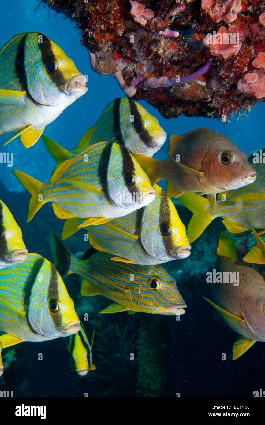 Porkfish in Bow of shipwreck Stock Photo - Alamy