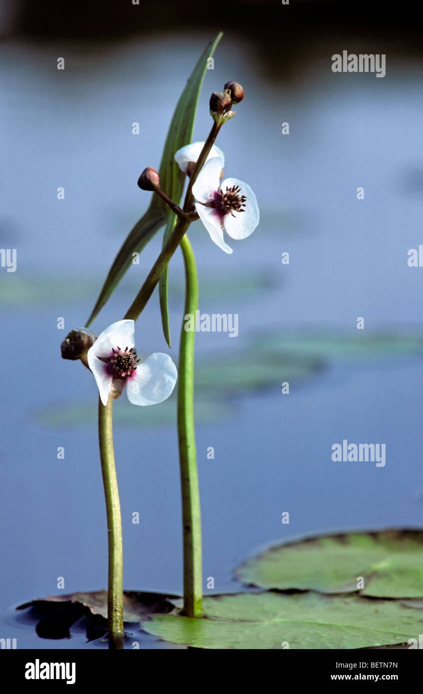 Arrowhead (Sagittaria sagittifolia) growing at the water's edge along ...